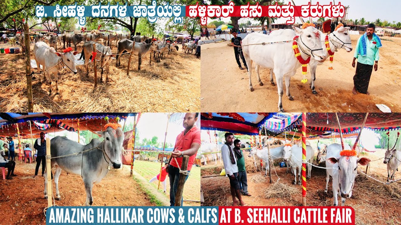 Hallikar Cows & Calfs at B. Seehalli Cattle Fair Near Mysore in ...
