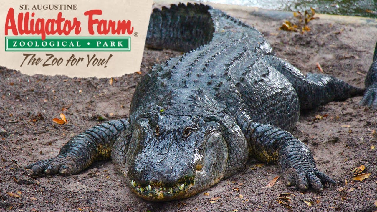 Florida: Alligator Farm, St. Augustine - YouTube