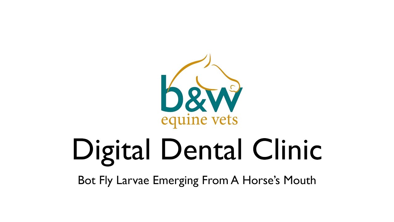 Bot fly larvae emerging from a horse's mouth - YouTube