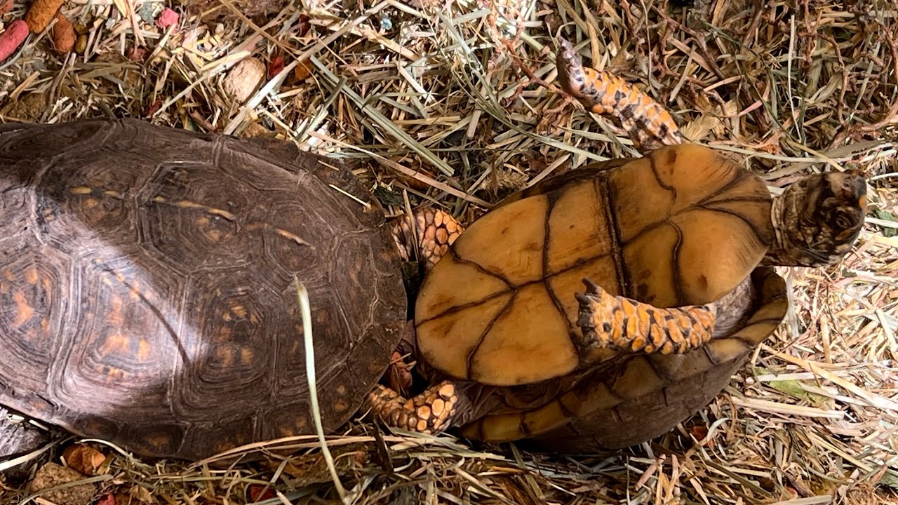 Crazy Cool Box Turtle Mating Technique Part 3 🐢 ️👍 Youtube