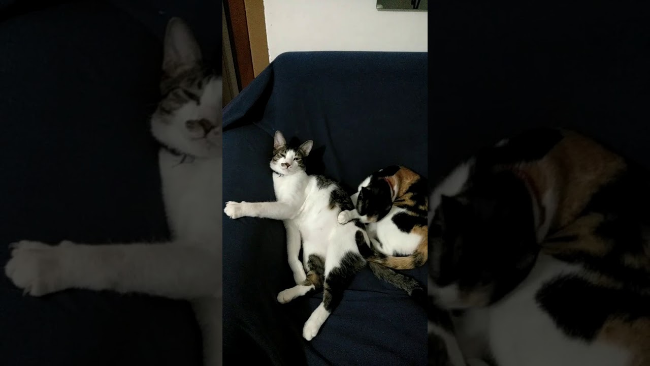 THE LAZY CAT | Baby Bugga Boo - YouTube