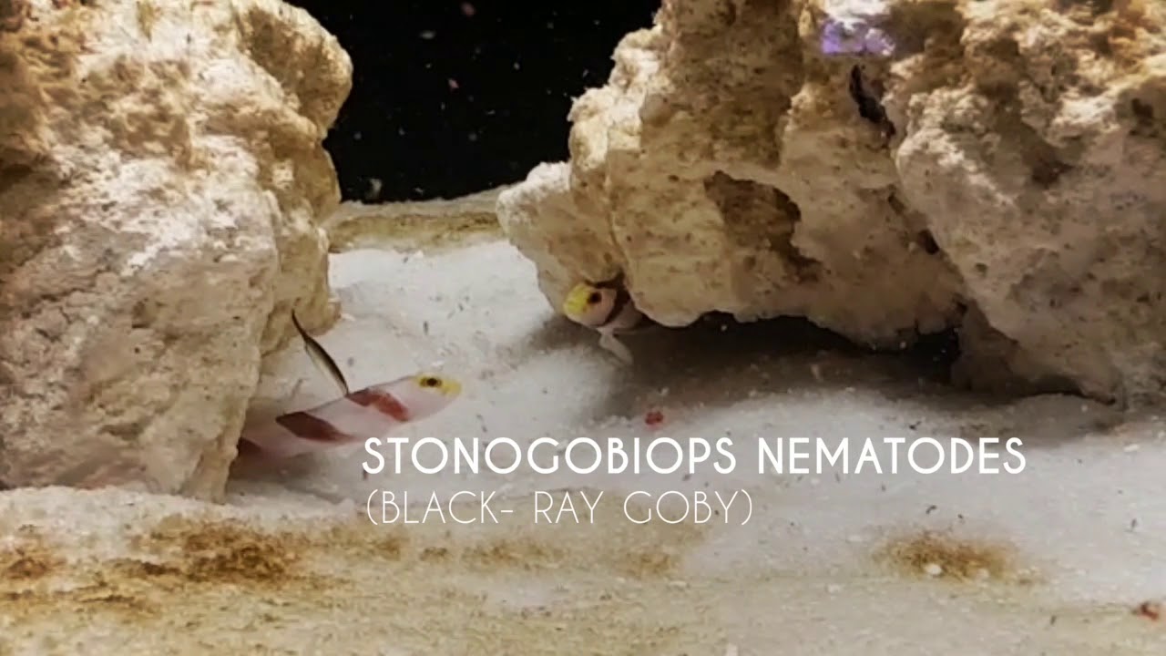Stonogobiops nematodes - Black-ray goby - YouTube
