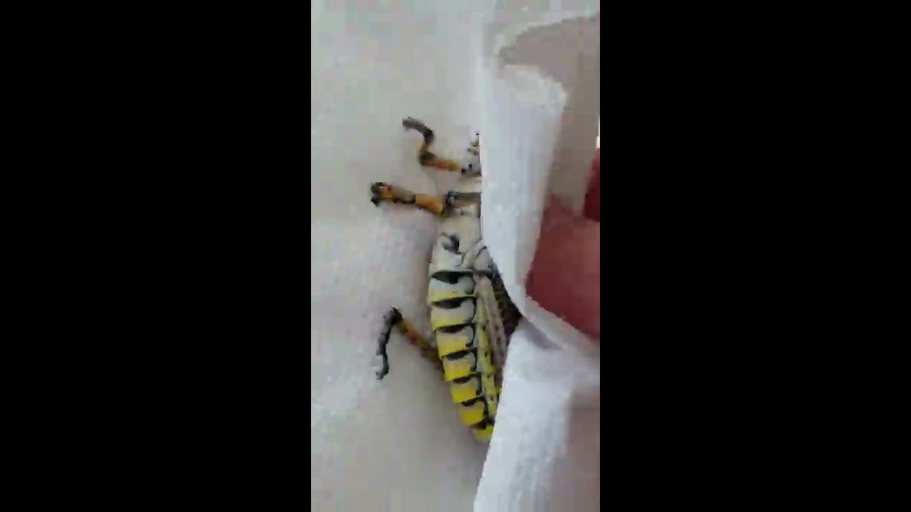 getting revenge on the giant evil bugs - YouTube