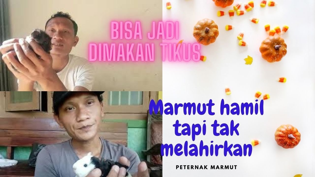 Penyebab Perut Marmut Yang Sedang Hamil Besar Hilang - Peternak Marmut ...