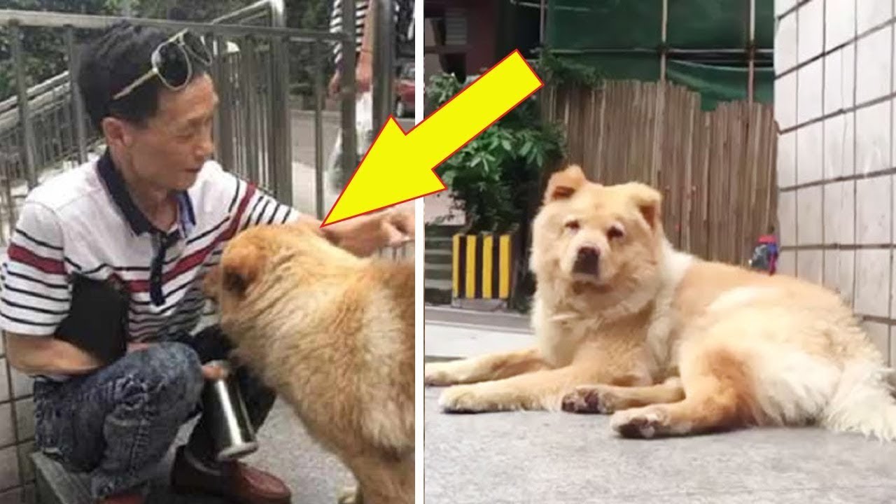 You Will Not Believe The Level Of Loyalty This Dog Shows His Master ...