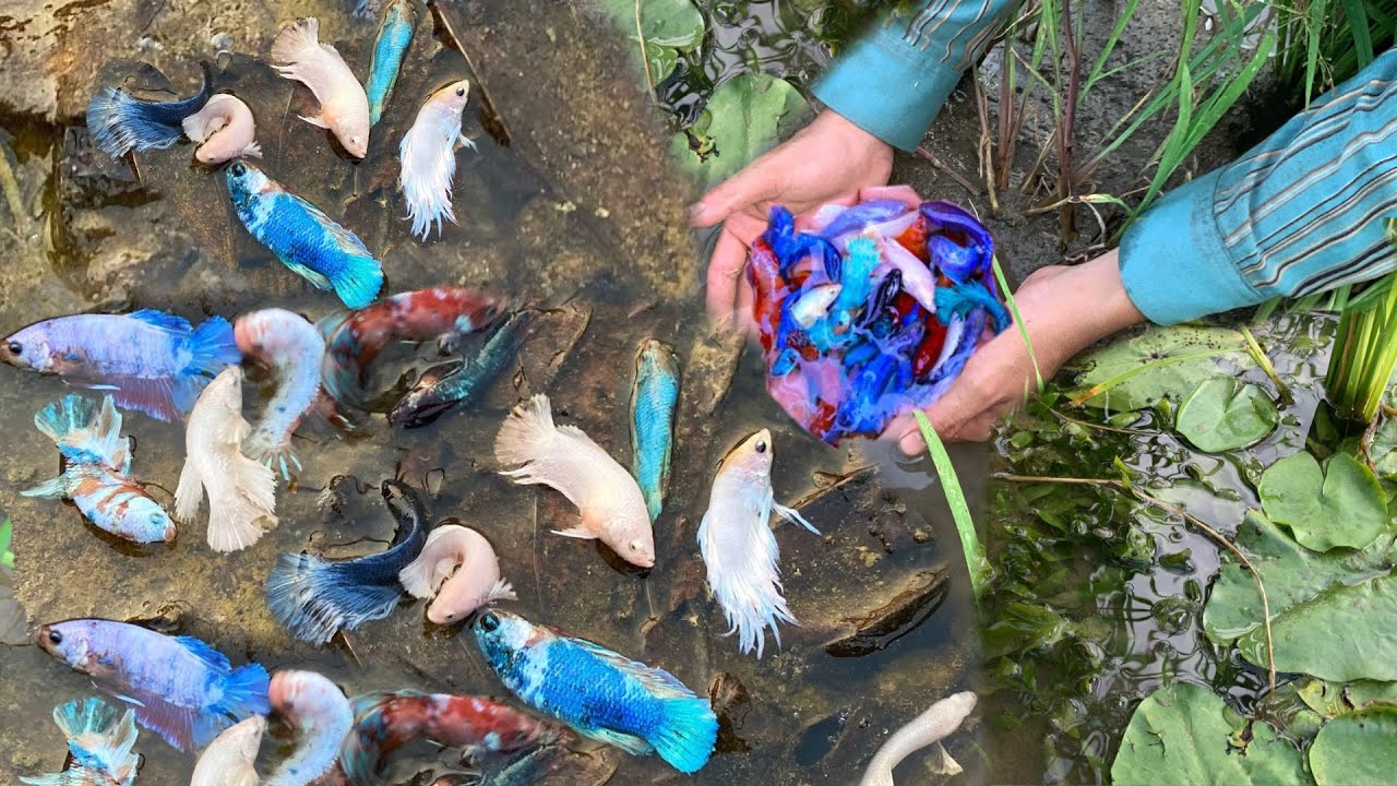 Unbelievable !!!Unique Catch Betta and Find Betta Fish Finding a Lot of Betta on the road when ...