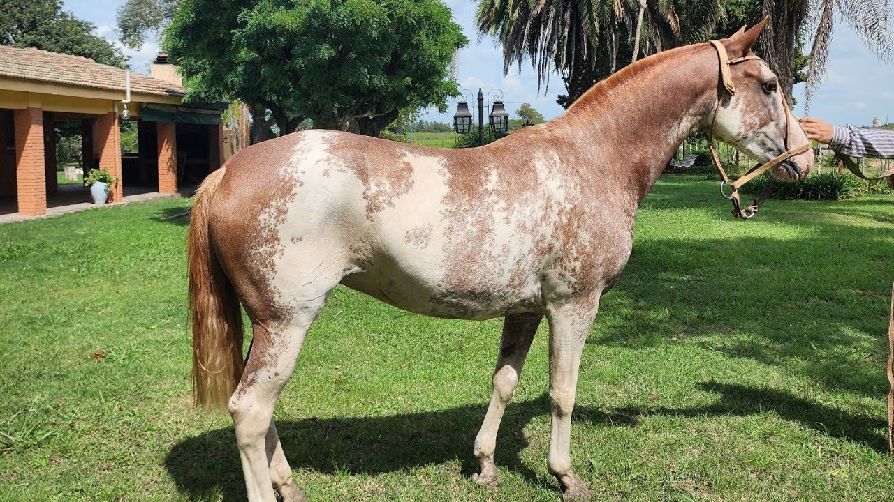 overa rosada, nuevita de doma para seguirla, $660.000 - YouTube