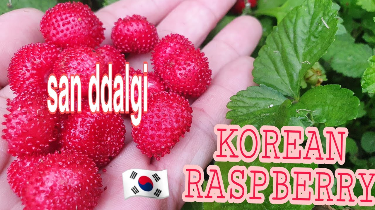 KOREAN RASPBERRY IN SOUTH 🇰🇷 - YouTube