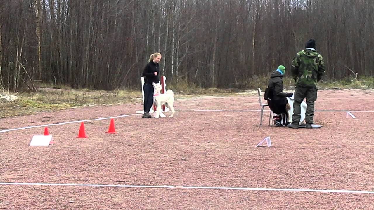 Debut Rallylydnad Nybörjarklass Ellen - YouTube