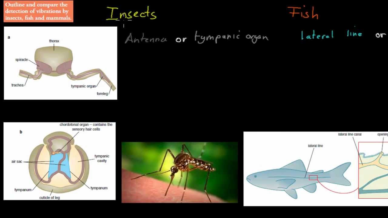 C.6.1. Detection of sound in animals (HSC biology) - YouTube