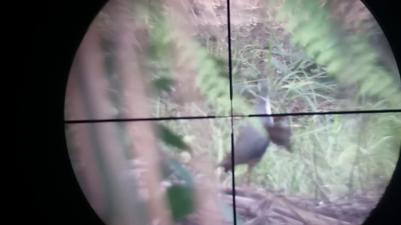 ruak ruak#1 - YouTube