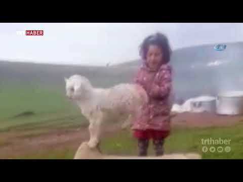 Küçük kız şarkı söyledi, keçi yavrusu dans etti