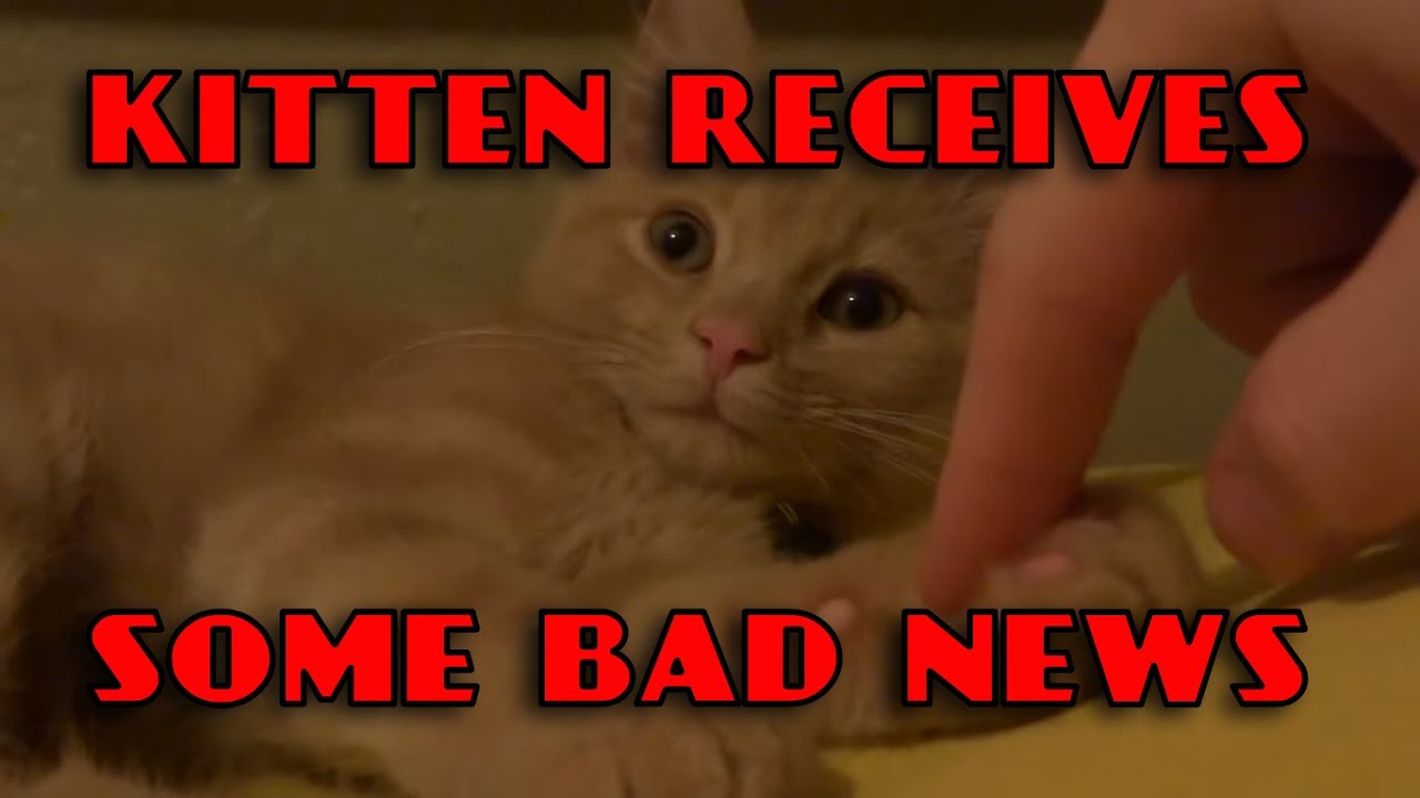 Kitten Receives Some Bad News - YouTube