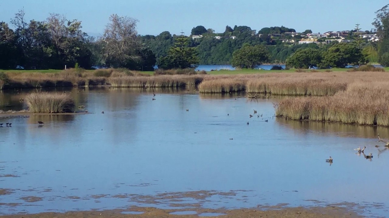 Banded Rail with Chicks NZ - YouTube