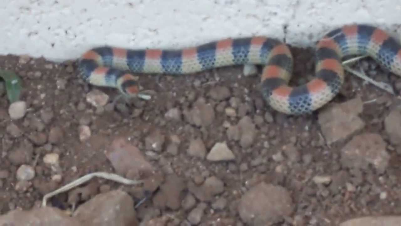 Baby Ground snake - YouTube