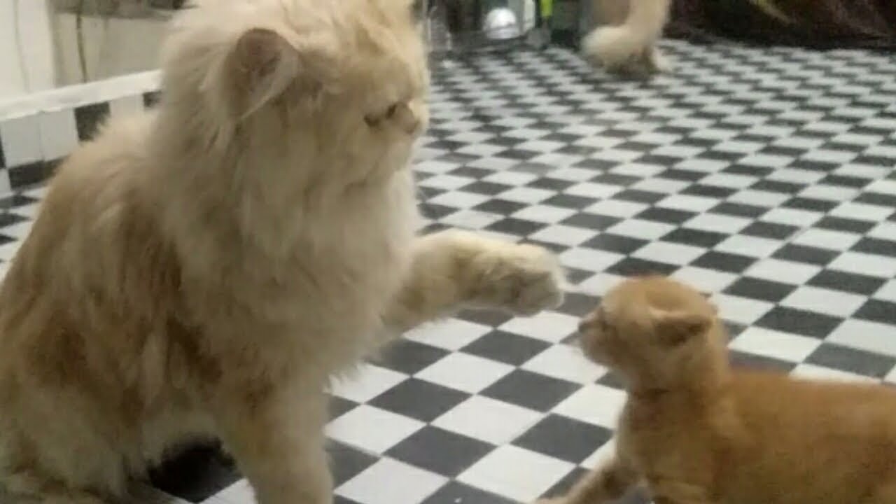 Playing and loving Fight/tom and timmy/playing eachother - YouTube