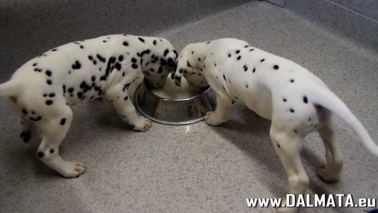 Dalmatian puppies first goat's milk feeding - YouTube