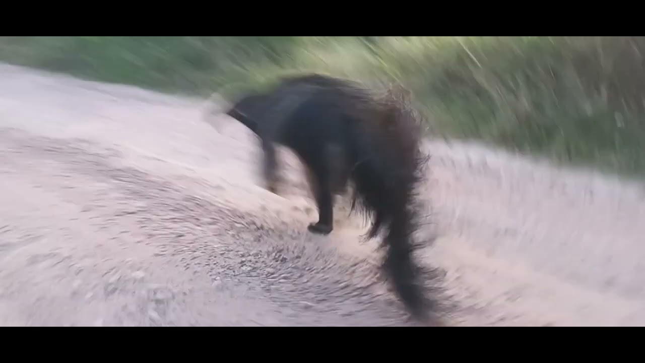 (##OSO HORMIGUERO) OPALMERO O 🐻 GIGANTE SE ALI MENTA DE HORMIGAS 🐜 ...