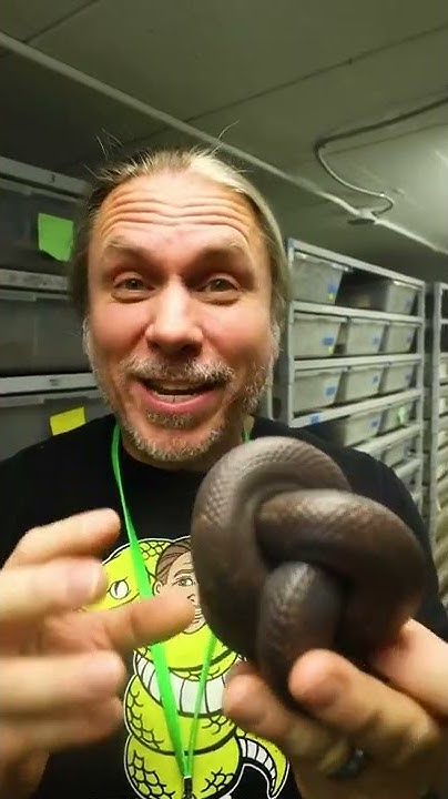 The real life poop 💩 snake The Calabar Burrowing Python from West ...