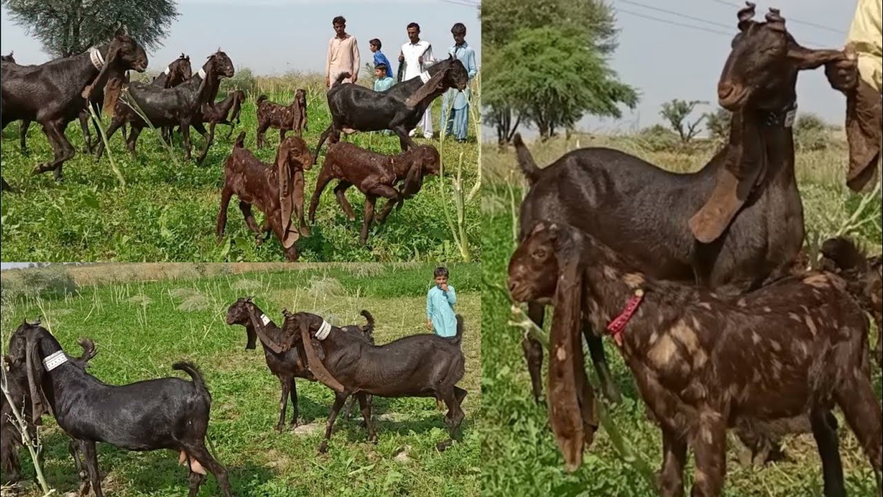 Kamori goats - YouTube