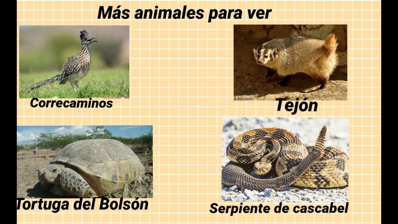 Ecosistemas de México : Los matorrales. - YouTube