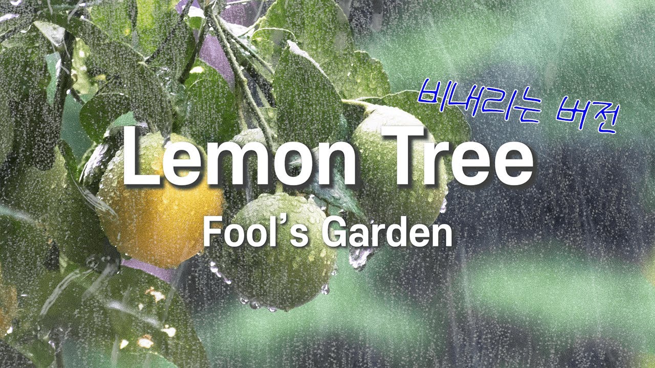 Lemon Tree 레몬트리 한글발음 가사 Lyrics - YouTube