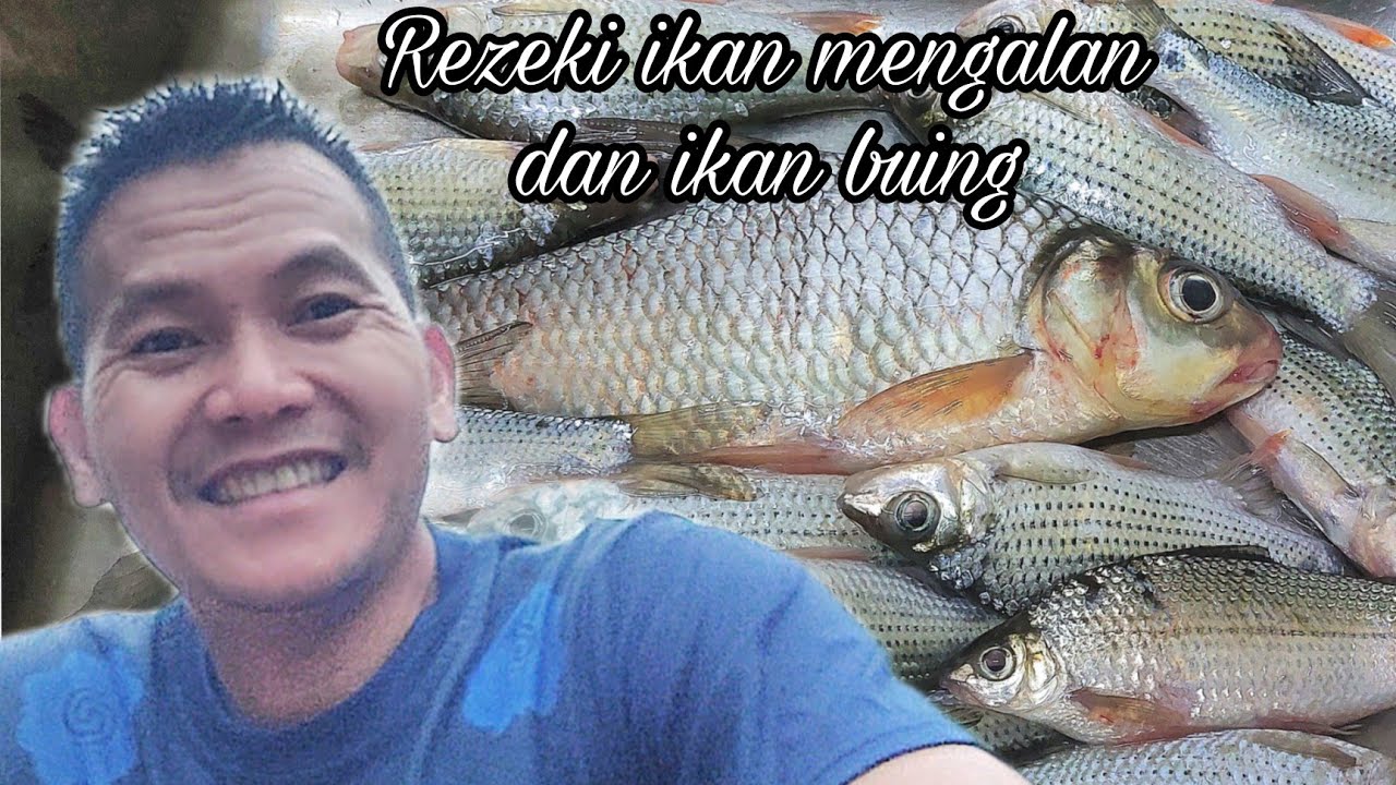 Dapat ikan mengalan dan ikan buing (episode 99) - YouTube