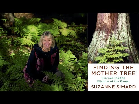 Suzanne Simard ~ Finding the Mother Tree: Forest Wisdom - YouTube