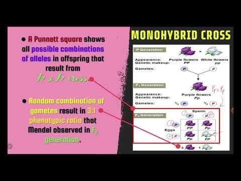 Tutorial 4.1 Monohybrid Dihybrid (4: Genetic Inheritance) SB015 Biology - YouTube
