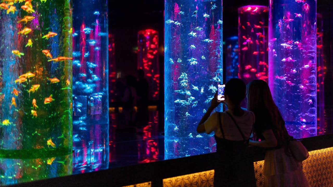 Art Aquarium Museum, Ginza, Tokyo, Japan - fish & pretty lights! - YouTube