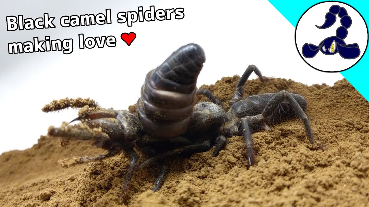 Black camel spiders mating (Rhagodes sp.) - YouTube