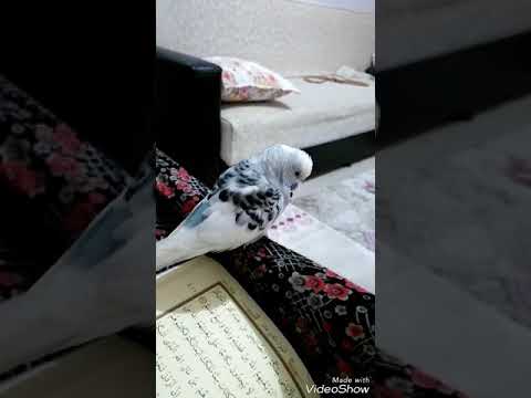 KURAN DİNLEYEN MUHABBET KUŞU