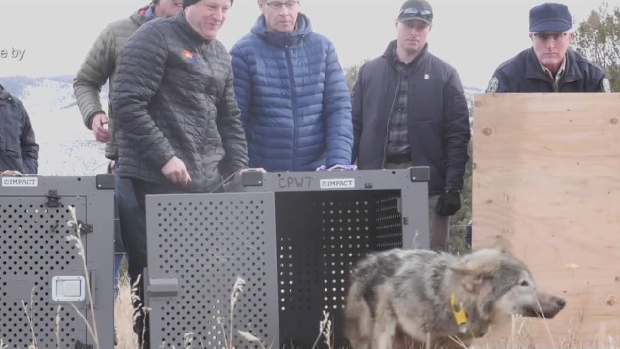 5 gray wolves released into Colorado - YouTube