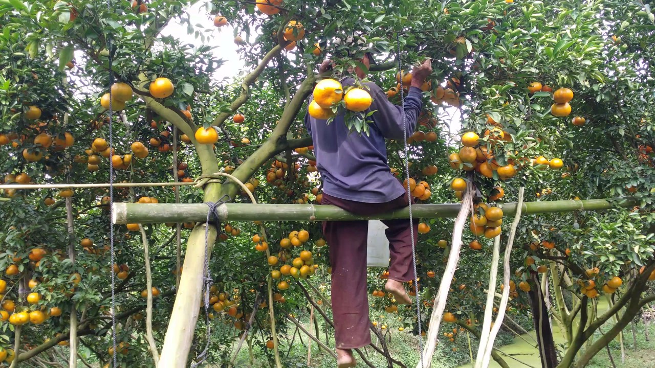 Mandarin harvest in Can Tho Vietnam - YouTube