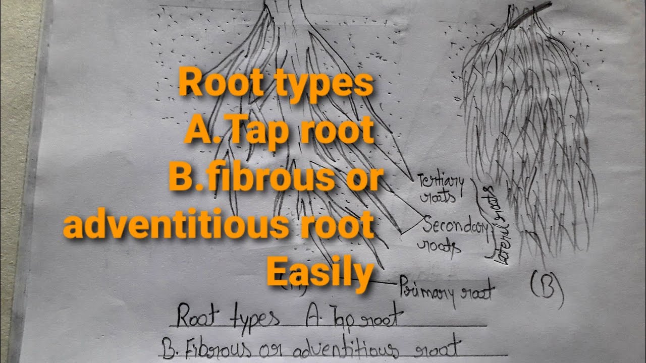 How to draw Root types A.Tap root B.Fibrous or adventitious root ...