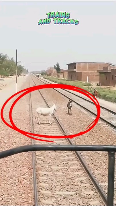 Live big donkey hit with fastest train shredded under wheels of train ...