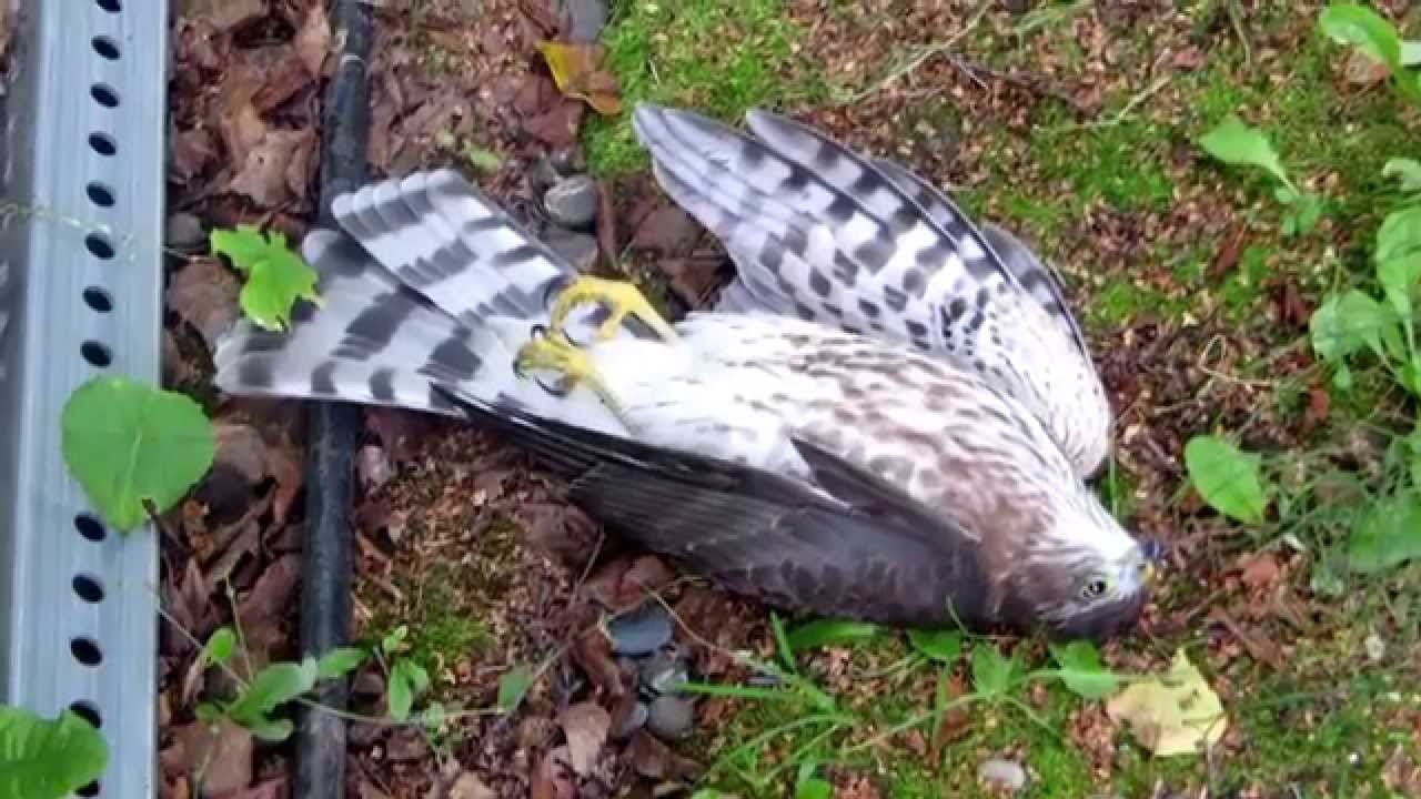 Peregrine Falcon in Alaska - YouTube