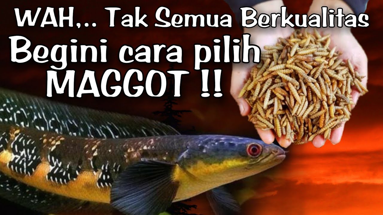 Fakta Nutrisi & Rahasia Maggot Sebagai Pakan Treatment Channa Maru ...