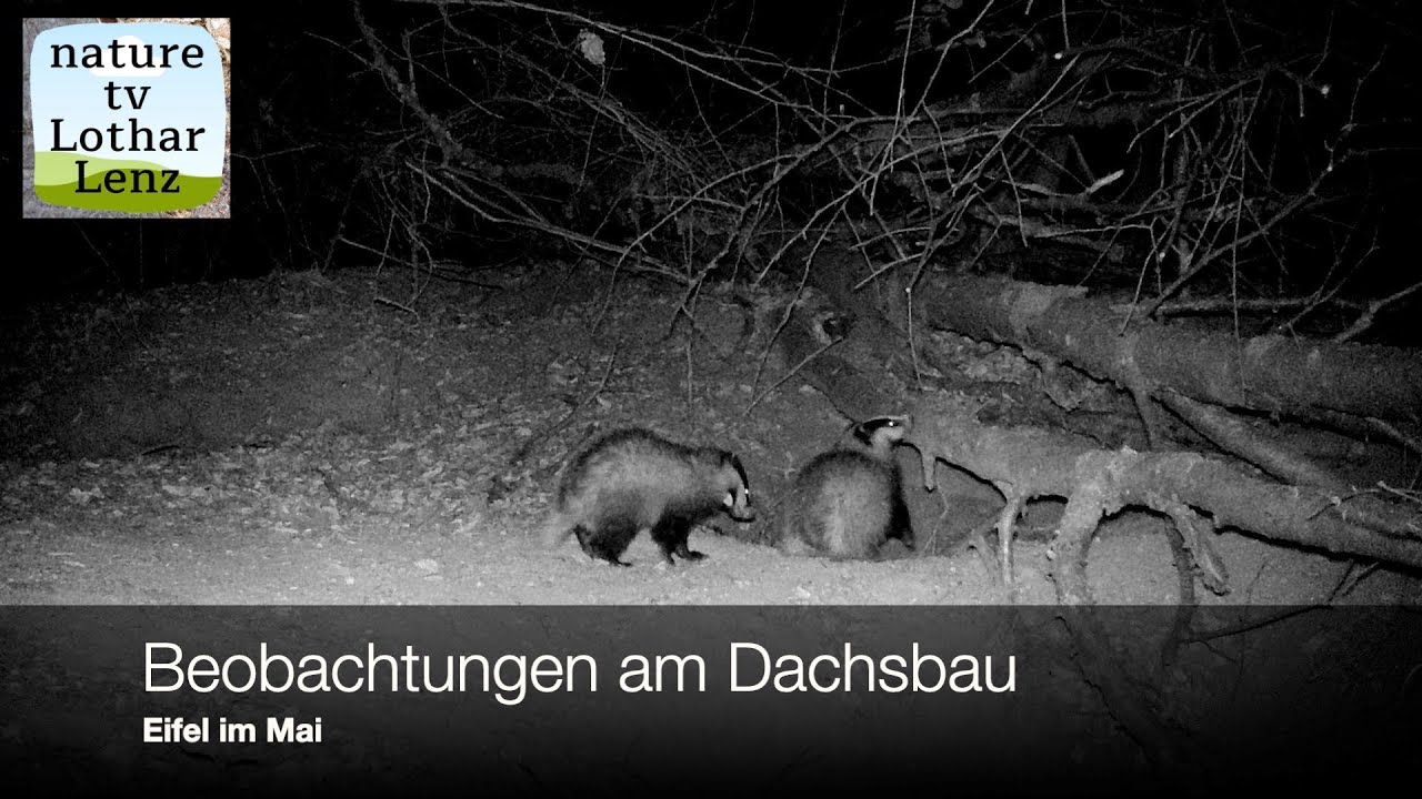 Beobachtungen am Dachsbau in der Eifel. - YouTube