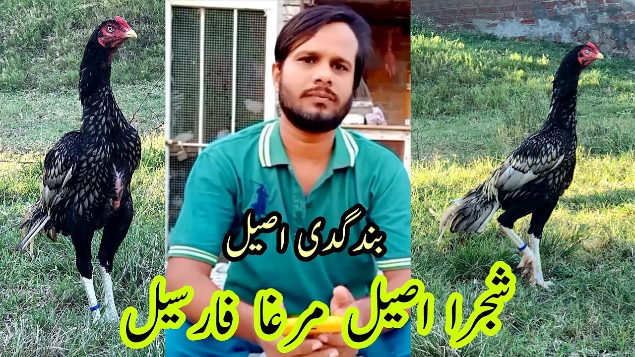 Sajra Aseel Murga || Band Gadi Aseel Murga || Pakistani Aseel Murga New ...