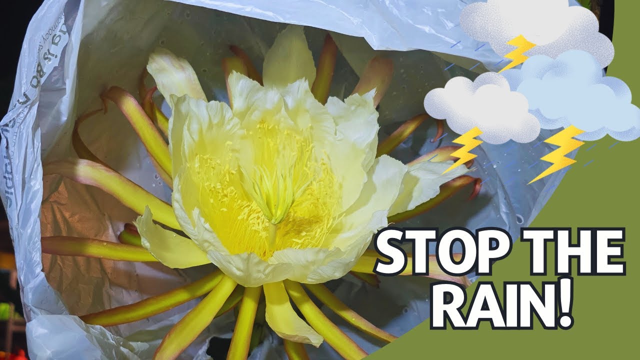 Pollinating in the RAIN! Protecting our Flower! - YouTube