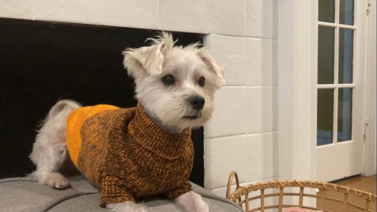 A Dog Named Banjo - YouTube