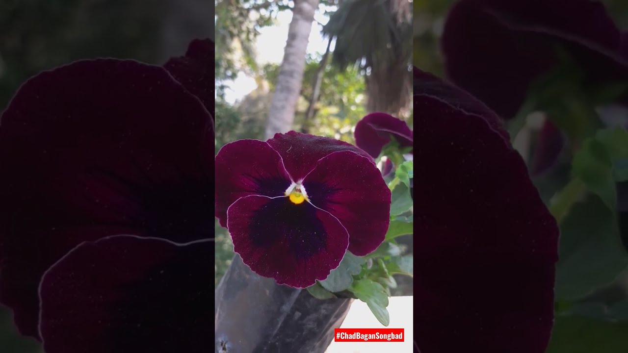 Penji Flower #shorts - YouTube