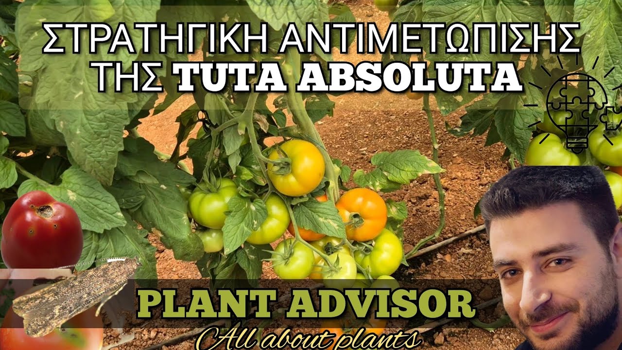 ΤΟΥΤΑ (Tuta Absoluta)‼️Στρατηγική Αντιμετώπισης του Εντόμου‼️ΥΠΑΡΧΟΥΝ ...