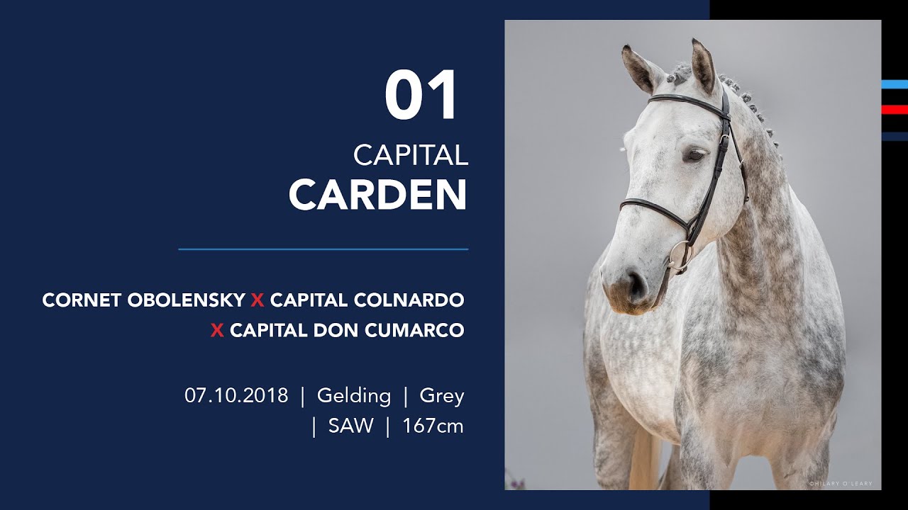 LOT 01 CAPITAL CARDEN (Cornet Obolensky x Capital Colnardo x Capital ...