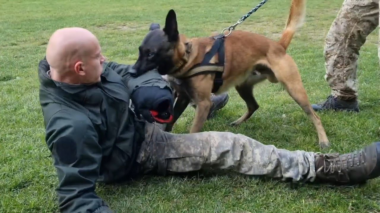 BELGIAN MALINOIS MILITARY WORKING DOG TRAINING POLICE K9 BITEWORK ...