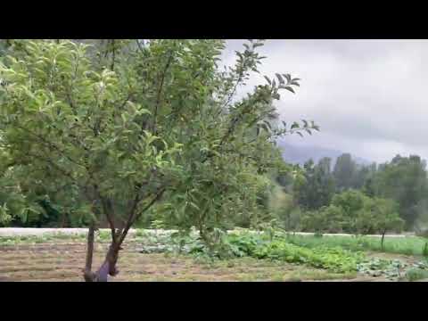 toprağa  kuru dal diksek yeşerecek  topraklarda yaşıyoruz  şükür