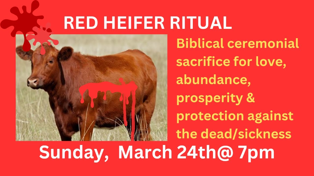 Red Heifer Ritual #ritual #religion# #cow #ceremony #alchemy #magic # ...