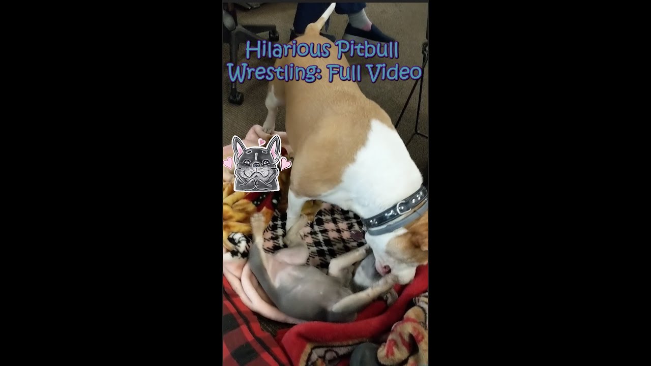 Bark Buddies: Pitbull and French Bulldog Comedy Show! Full Video - YouTube