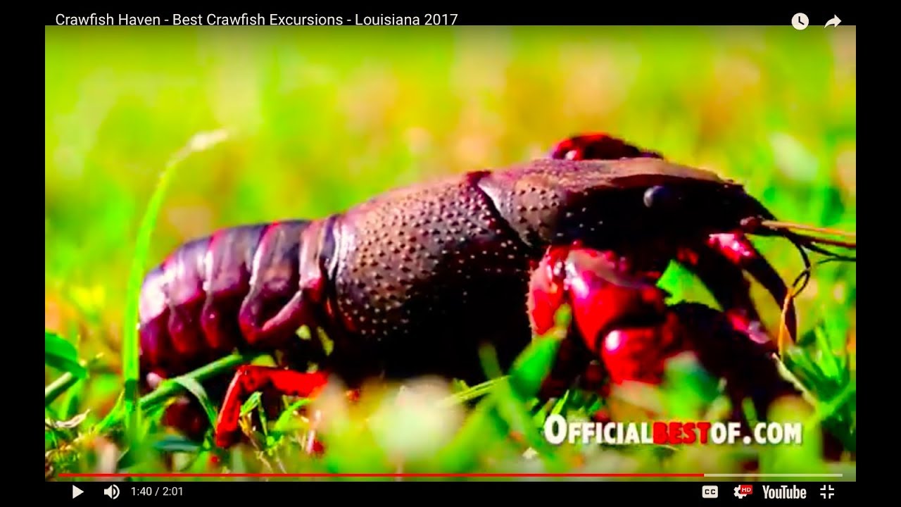 Crawfish Haven - Best Crawfish Excursions - Louisiana 2017 - YouTube